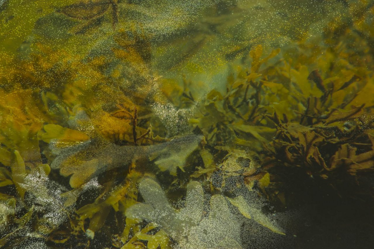 Sarah Braeck et Alice Pallot exposées à Photo Climat - Picto