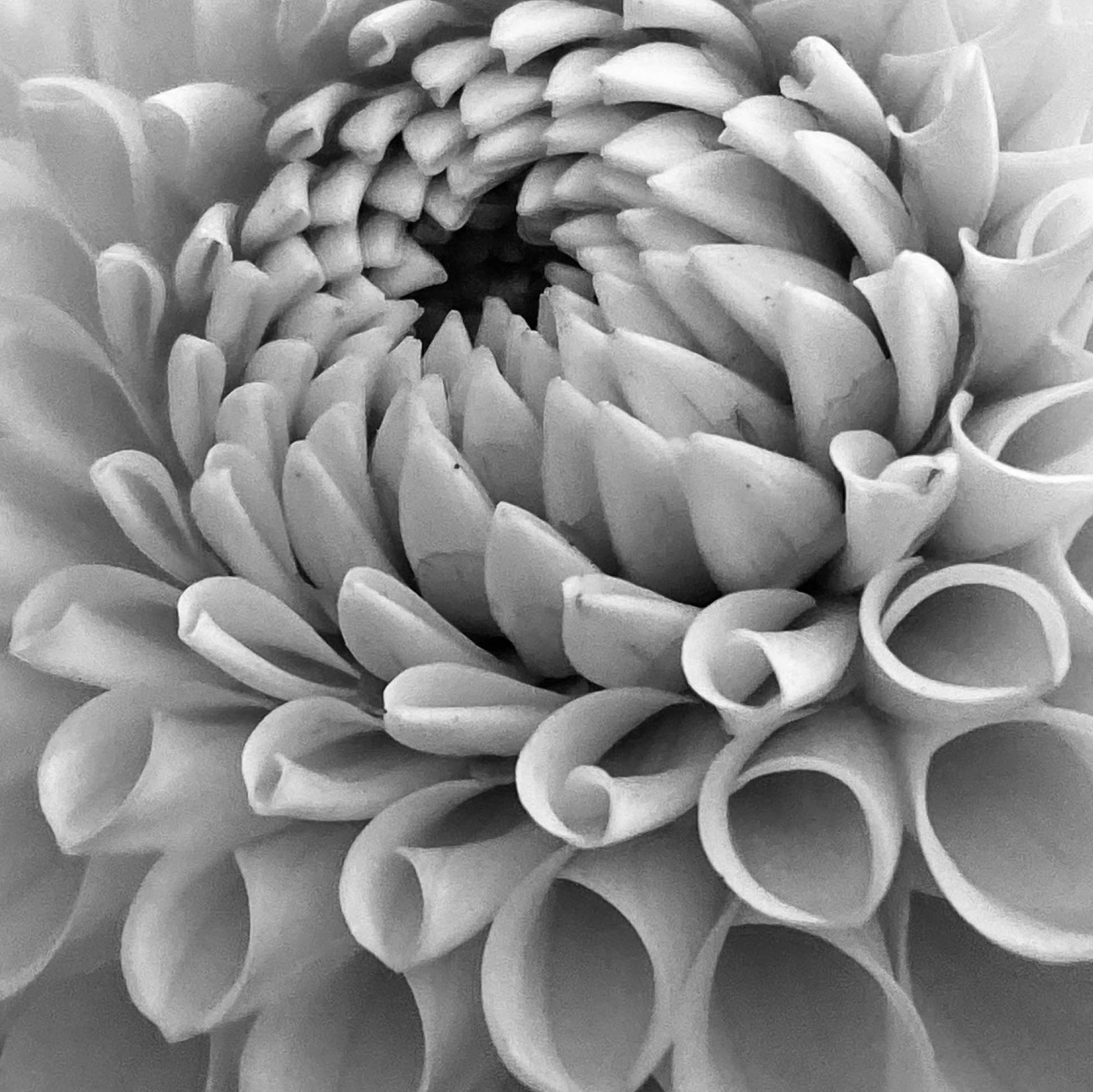 La série Flower Power d'Eftychia Kazouka exposée à Paris - Picto