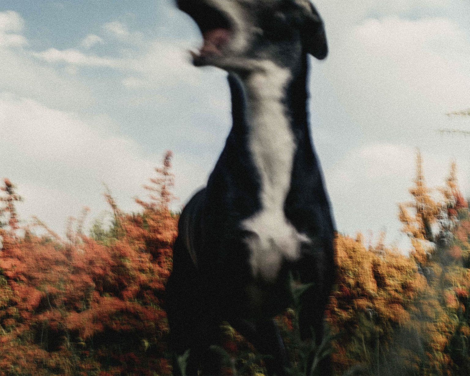 Le photographe Jonathan Bertin présente sa série Impressionism ...